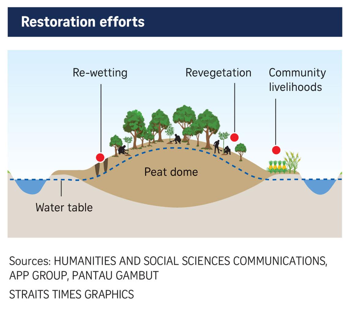 Science Journals: A long journey to restore carbon-rich peatlands in ...