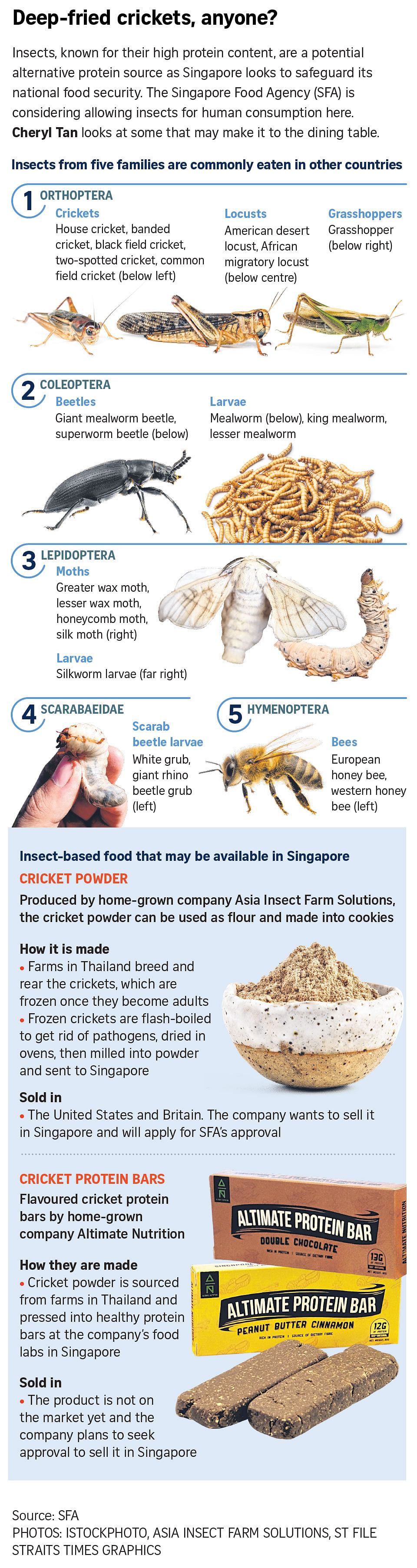 Singapore to approve 16 species of insects like crickets and ...