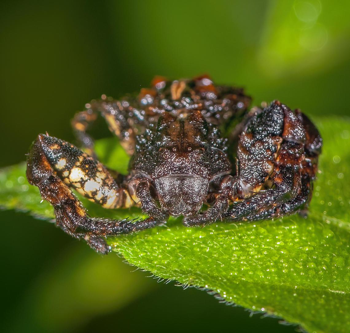 Rare crab spider that looks and smells like bird dropping sighted in ...