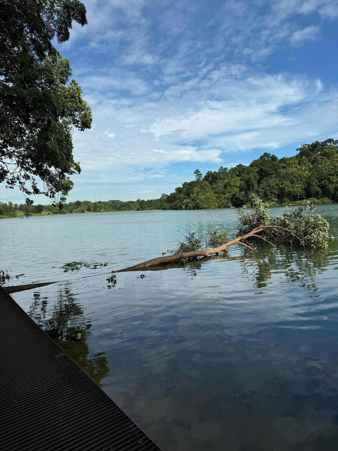 More than 300 trees in Singapore affected by Sumatra squall on Sept 17 ...