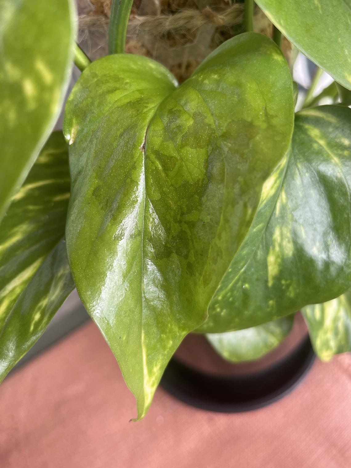 Root Awakening: Plant could be a Tetracera species | The Straits Times