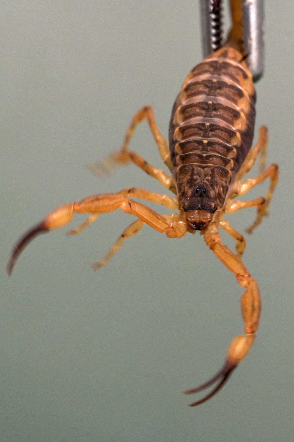 Thriving scorpion population is stinging problem for Brazil | The ...