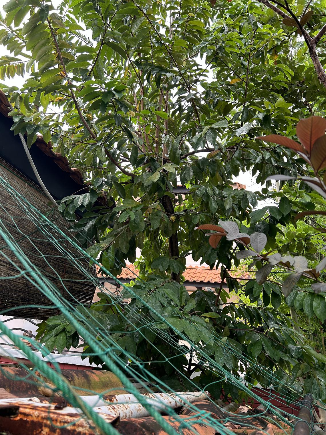 Root Awakening: Dendrobium’s new leaves are soft and may curl | The ...