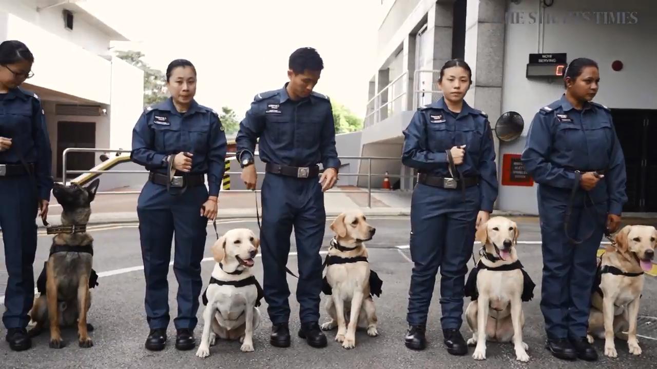 Certis Cisco launches first auxiliary police K-9 unit | The Straits Times