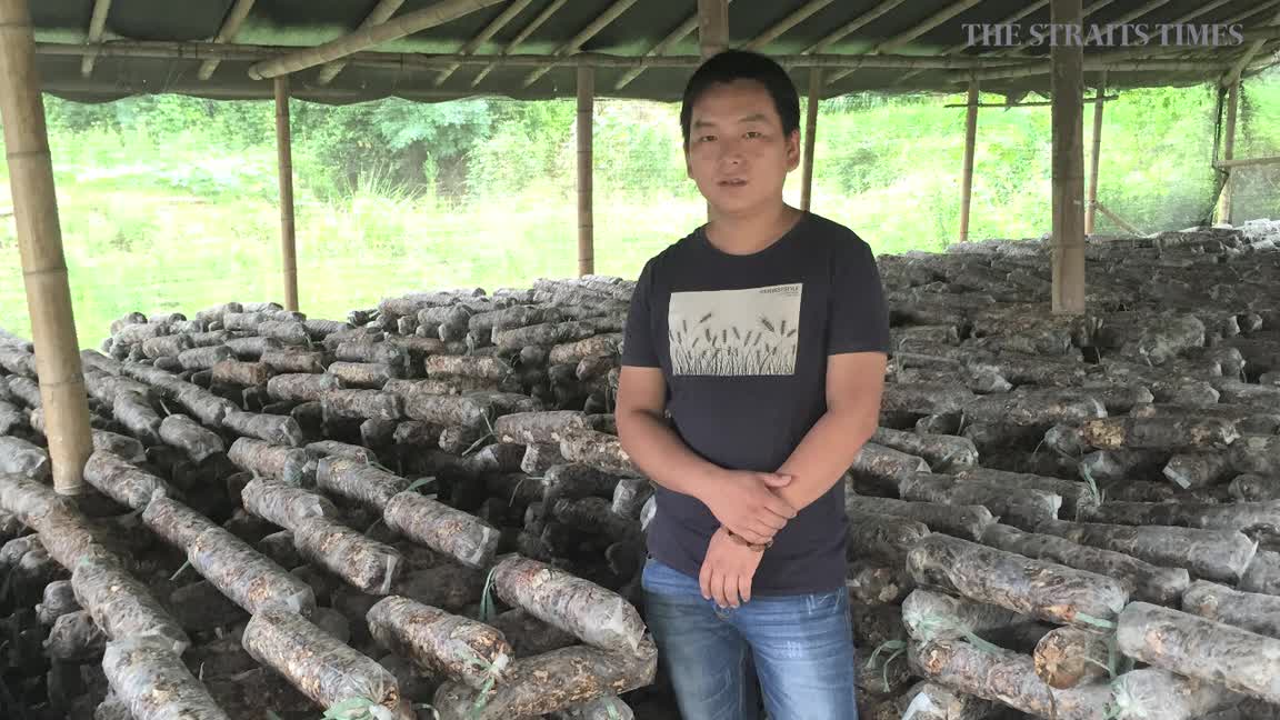 Visiting a cockroach farm in China's Chengdu | The Straits Times