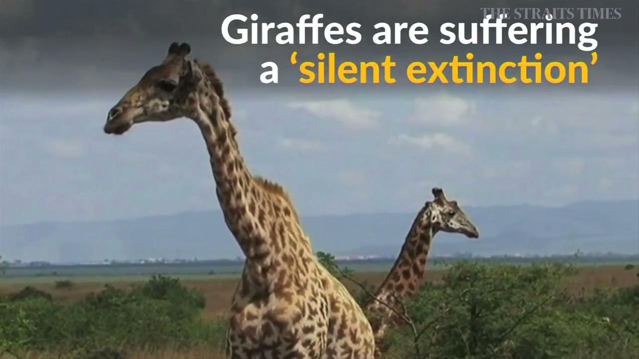 Giraffes suffer 'silent extinction' in Africa | The Straits Times