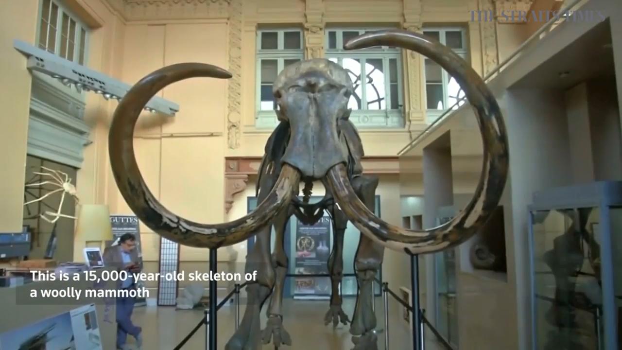 Mammoth skeleton sells for over $800,000 at French auction | The ...