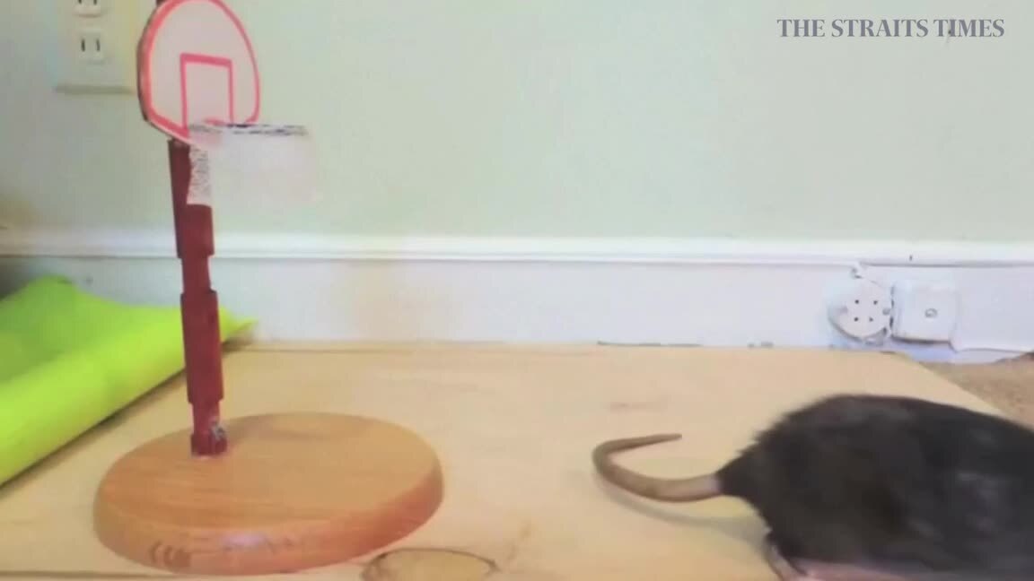 Video of performing rats goes viral | The Straits Times