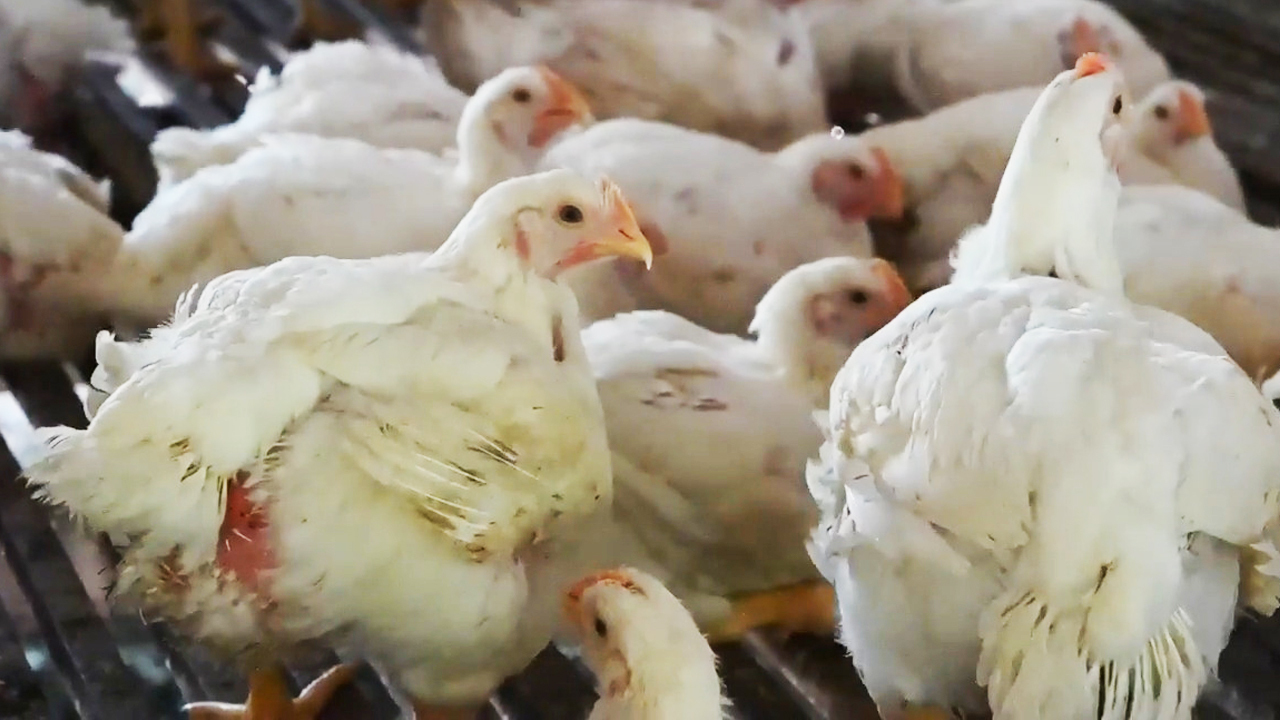 Chicken farmers in Malaysia not raising output until end of export ban ...