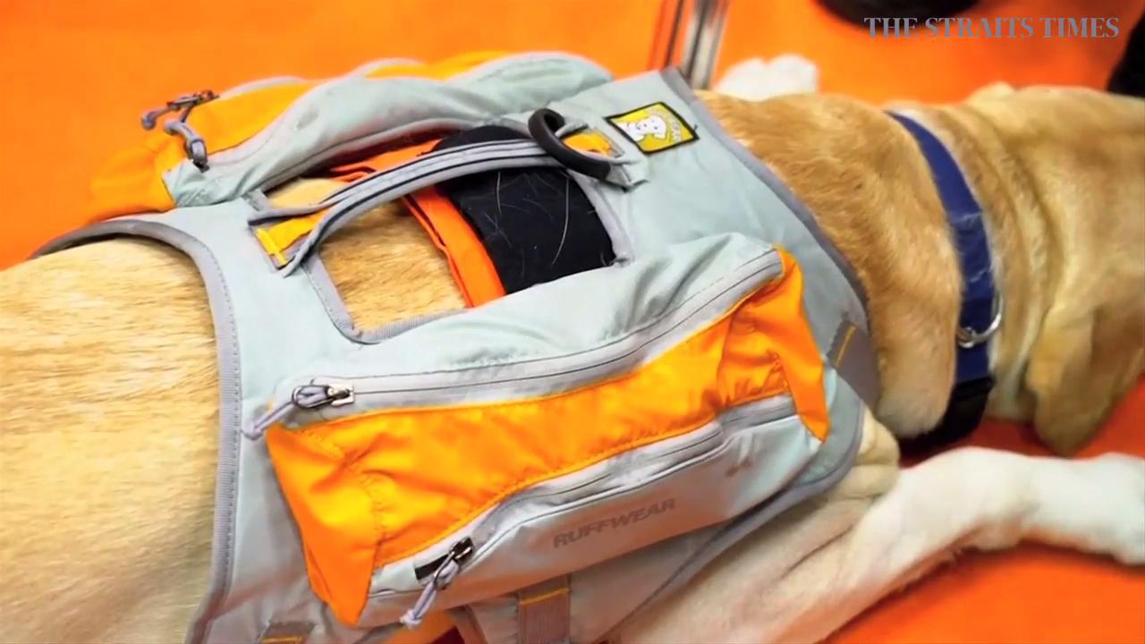 Understanding your pet's emotions with wearable tech | The Straits Times