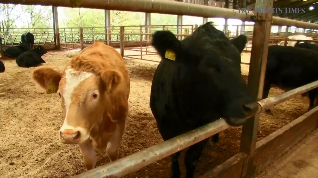 Cows get own Tinder-style app 'Tudder' for breeding in the UK | The ...