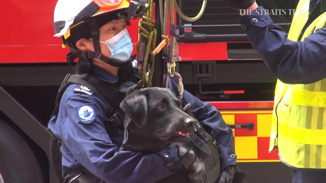 SCDF search platoon's dogs showcase height rescue skills | The Straits ...