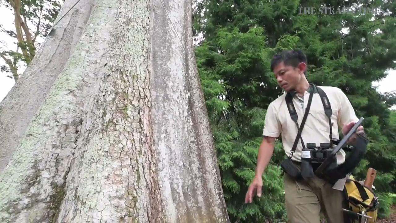 Tree inspection in Singapore in line with global standards: NParks ...