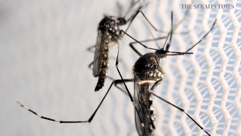 All you need to know about the Zika virus and the threat it poses | The ...