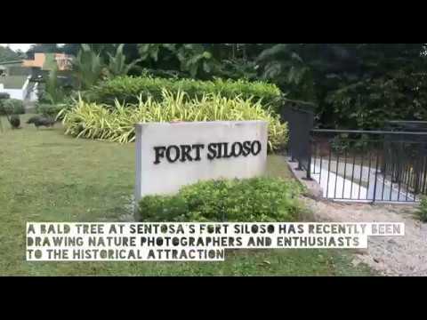 Bird watchers flock to Sentosa for glimpse of rare bird | The Straits Times