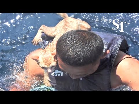 Purrfect rescue: Thai navy saves cats left on sinking ship | The ...