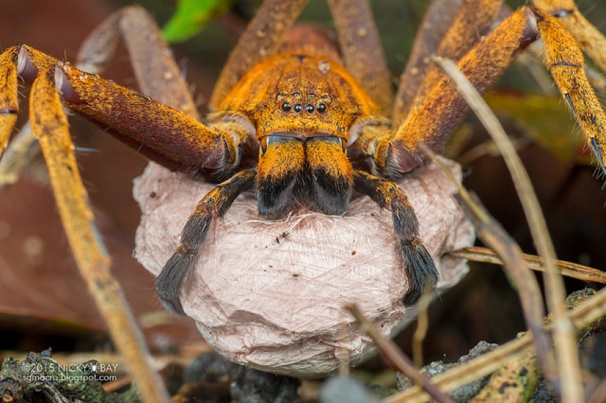 Everyday alien creatures: Singapore photographer's stunning shots of ...