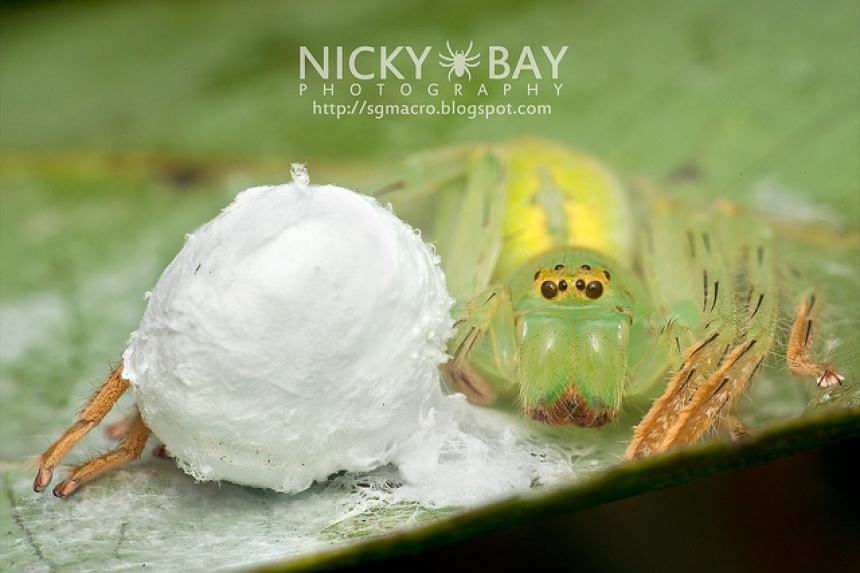Everyday alien creatures: Singapore photographer's stunning shots of ...