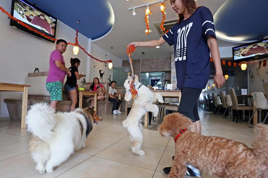 Pet-friendly cafes in Singapore: Sip a latte, cuddle a pet | The ...