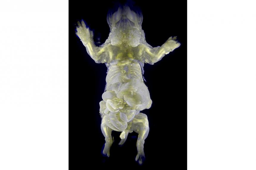 Japan scientists make see-through mice | The Straits Times