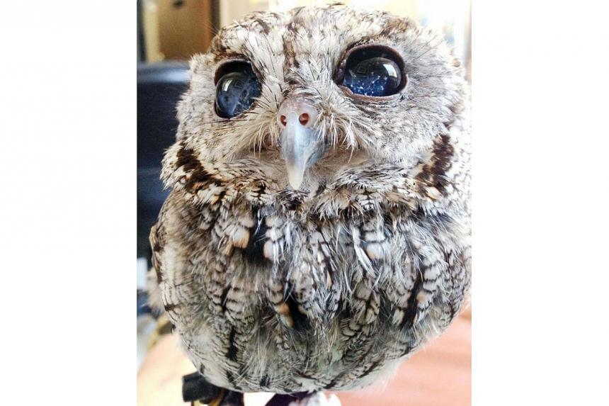 Zeus, the blind owl with the starry eyes | The Straits Times
