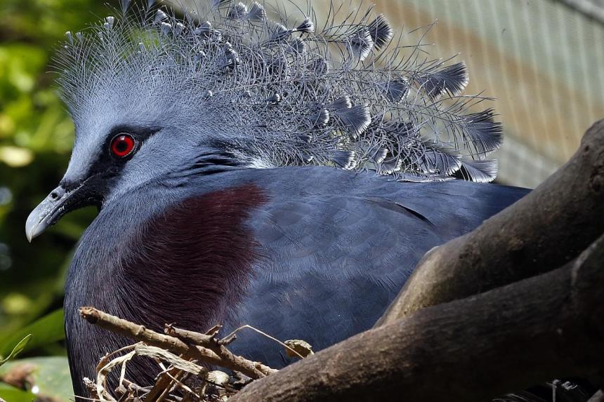New aviary opens at Jurong Bird Park | The Straits Times