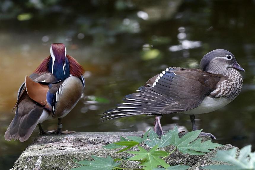 New aviary opens at Jurong Bird Park | The Straits Times