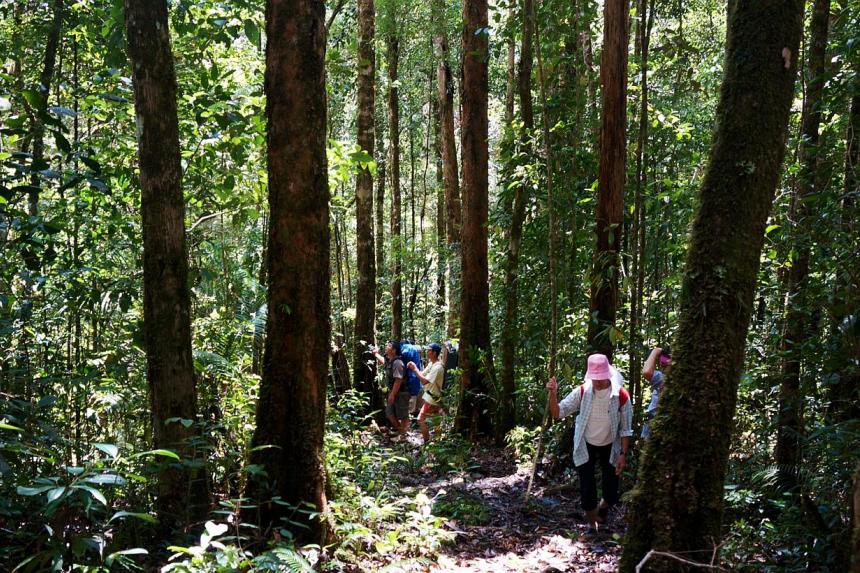 Climbing Mount Murud: A journey to meet God | The Straits Times