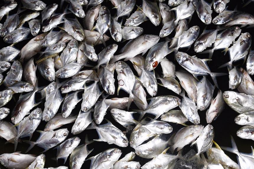 Mass fish deaths overnight hit Changi farmers hard | The Straits Times