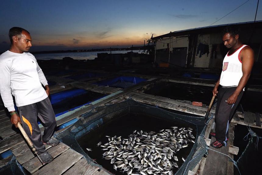 Mass fish deaths overnight hit Changi farmers hard | The Straits Times