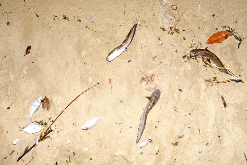 Mass fish deaths overnight hit Changi farmers hard | The Straits Times