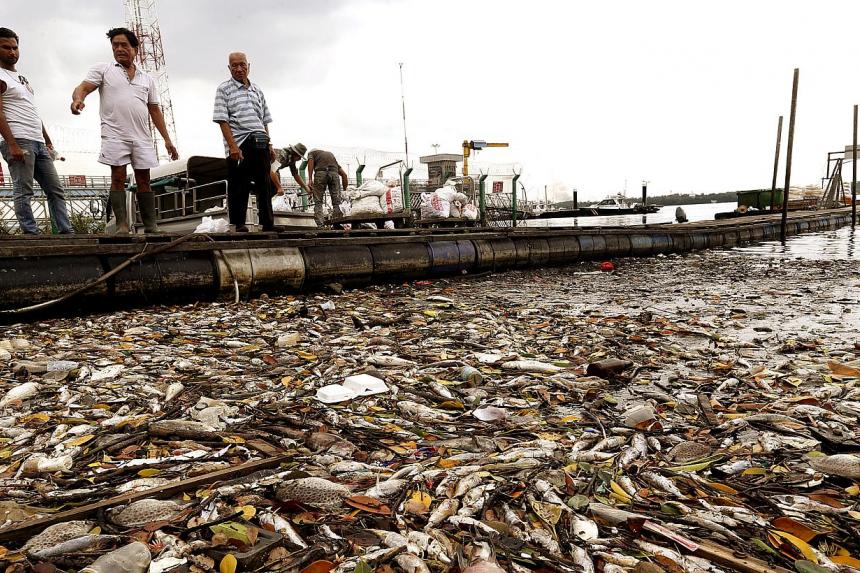 Mass fish deaths at Lim Chu Kang | The Straits Times