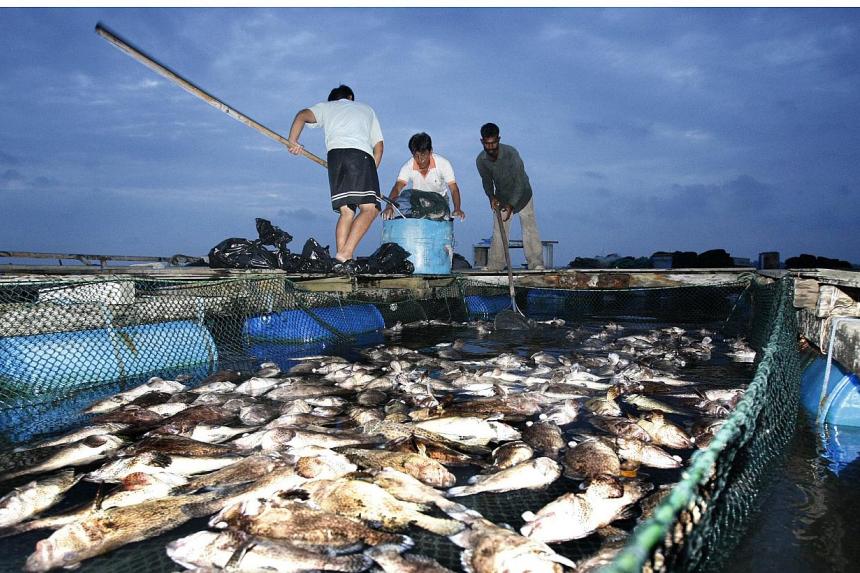 Plankton blooms around the world: Tiny organisms with massive effects ...