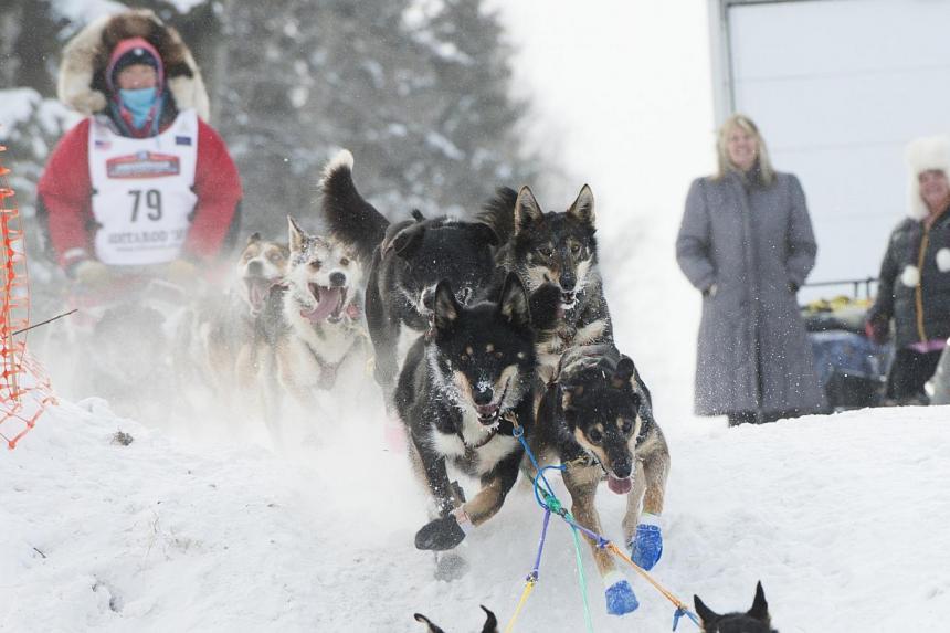 Iditarod mushers on sled-dog race through Alaska wilderness | The ...