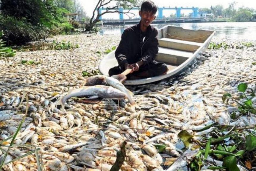 Dead fish in Penang riverbank now number in the thousands | The Straits ...