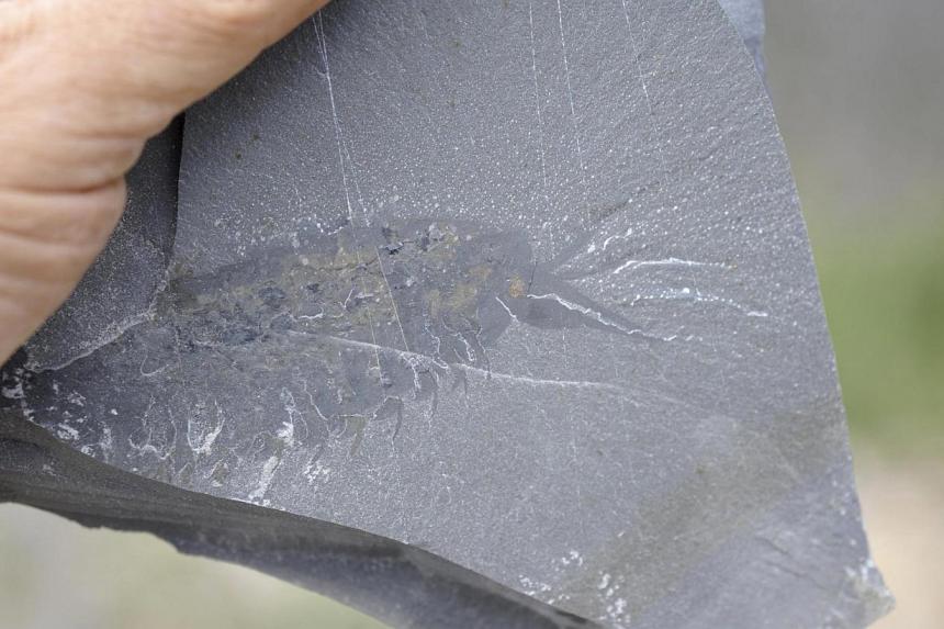 Primordial sea creature with spiky claws unearthed in Canada | The ...