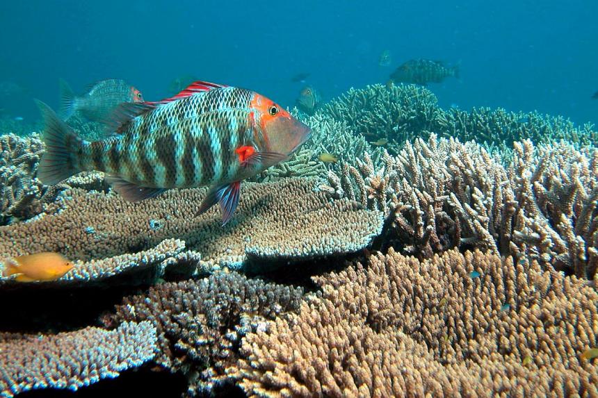 Climate change could disturb marine life for thousands of years | The ...