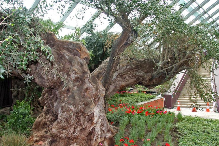 Century-old olive tree in Gardens by the Bay bears flowers and fruits ...
