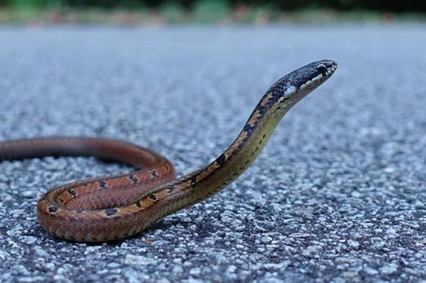 Prime Minister Lee Hsien Loong shares photo of endangered snake species ...