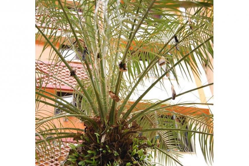 MP Indranee spots 'tea bag' tree at Bukit Merah View, the work of a ...