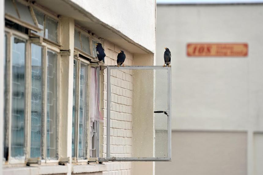 17 cases of windows falling from high-rise buildings since start of ...