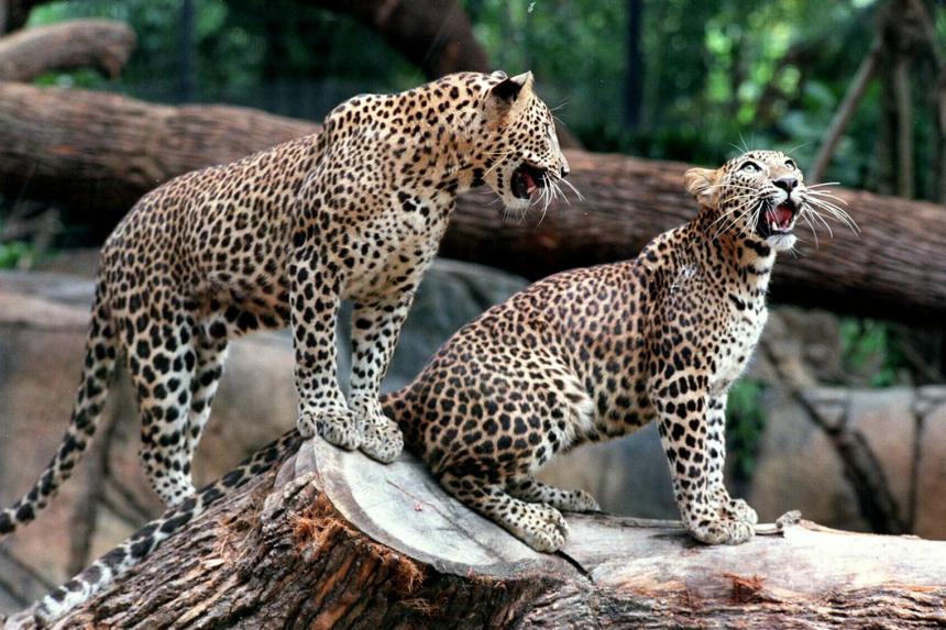 Guide survives leopard mauling at South Africa's Kruger Park | The ...