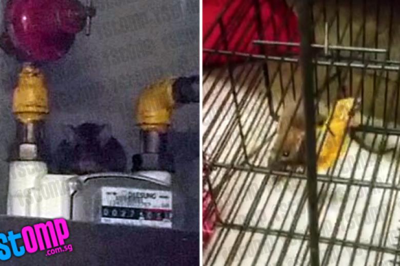 SUTD food court engages new pest buster to deal with rat problem | The ...