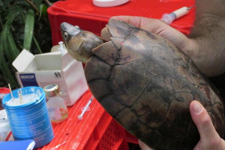 Rescue saves rare Philippine turtles from 'brink of extinction' | The ...