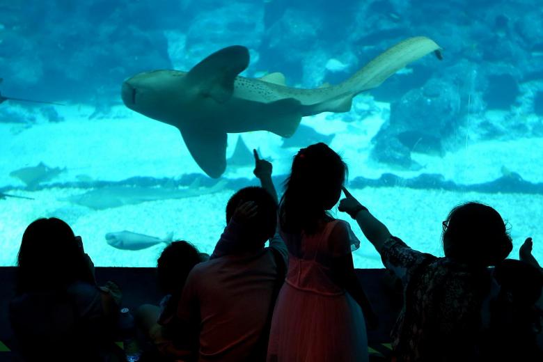 Shark rams into S.E.A. Aquarium worker's face during feeding time | The ...