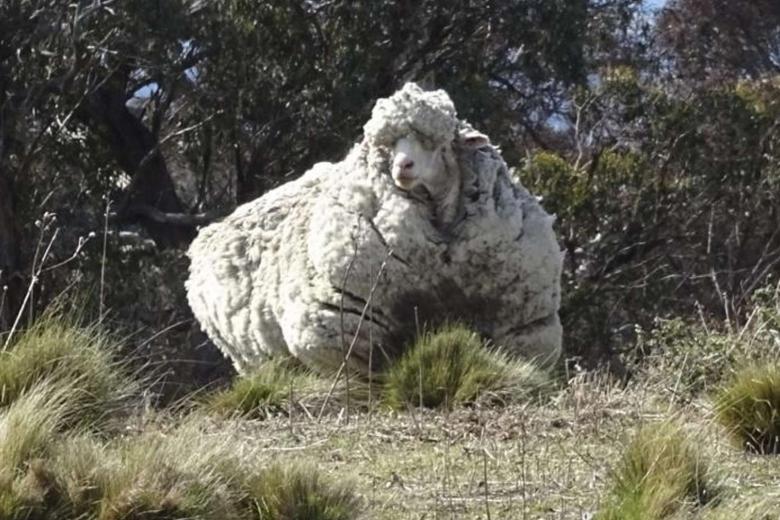 Australian sheep is unofficially the world's woolliest: 40kg of wool ...
