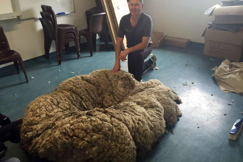 Australian sheep is unofficially the world's woolliest: 40kg of wool ...