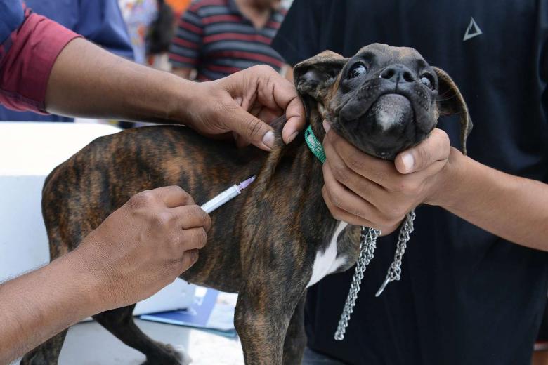 Rabies outbreak in Perlis, Kedah and Penang | The Straits Times