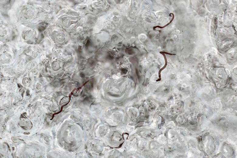 Ice worms' survival secrets could help humans | The Straits Times