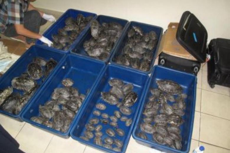 Two Russian nationals jailed 15 months for smuggling 206 endangered ...